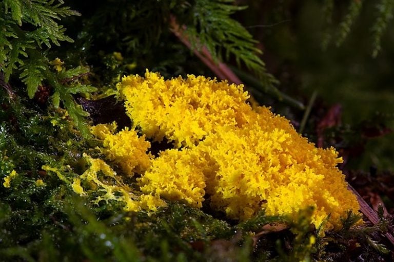 9 Secret Facts About Slime Molds - Acorn Naturalists