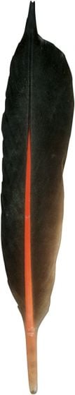 North American Bird Feather Replicas® Set: Birds I