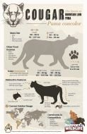 Wolverine Facts Poster (Carnivore Facts Series)