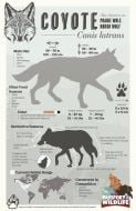 Wolverine Facts Poster (Carnivore Facts Series)