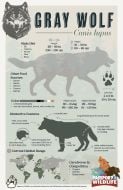 Wolverine Facts Poster (Carnivore Facts Series)