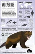 Gray Wolf Facts Poster (Carnivore Facts Series)