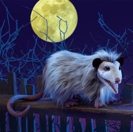Opossum Puppet