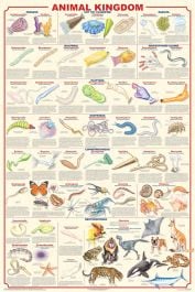 Animal Kingdom (Laminated Poster)