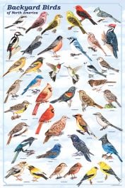 Backyard Birds of North America (Laminated Poster)