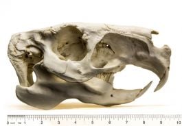 Capybara Skull Replica