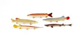 Freshwater Fish Model Collection