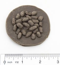 Squirrel ScatCast Replica