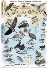 Southern California Laminated Bird Guide (on Clip)