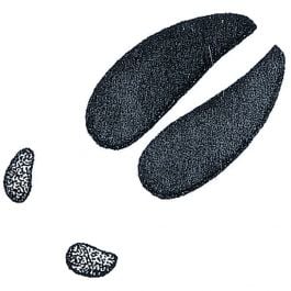 Elk Track Rubber Stamp