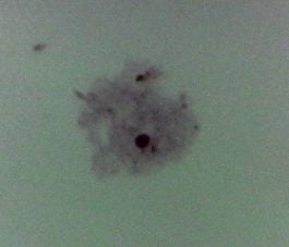 Amoeba Proteus Prepared Microscope Slide