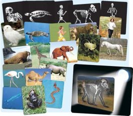 What's Inside Animals?