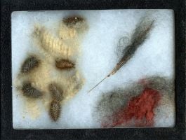 Mammal Tuft Signature Display (Animal Signatures® Display Series)