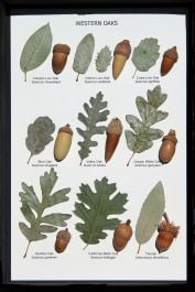 Oak Leaf and Acorn Display (Western Oaks)