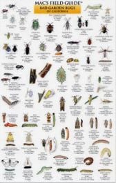 Mac's Field Guide® to Garden Bugs of California (Laminated)