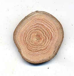 Red Oak Tree Round