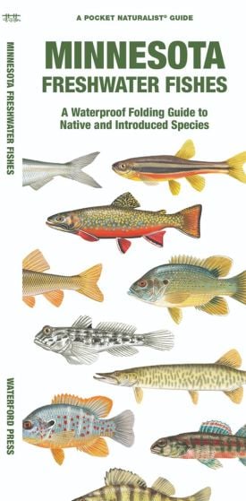 Minnesota Freshwater Fishes (Pocket Naturalist® Guide)