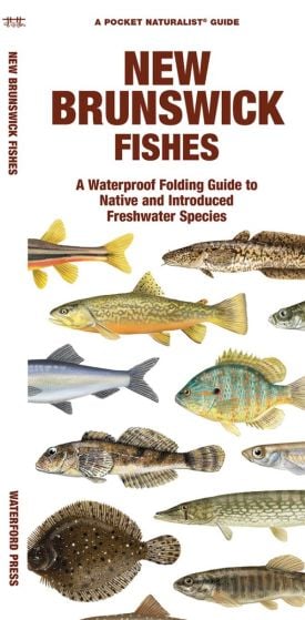 New Brunswick Fishes (Pocket Naturalist® Guide)