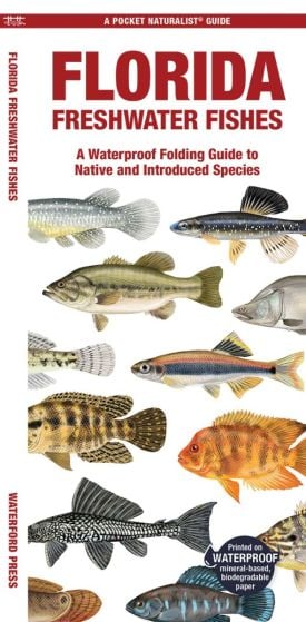 Florida Freshwater Fishes (Pocket Naturalist® Guide)