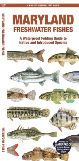Maryland Freshwater Fishes (Pocket Naturalist® Guide)