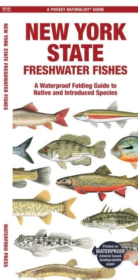 New York State Freshwater Fishes (Pocket Naturalist® Guide)