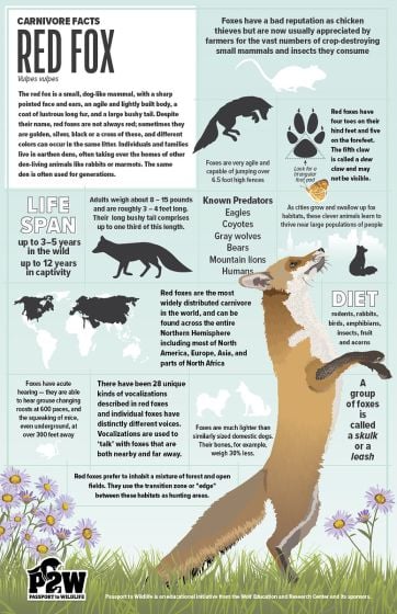 Red Fox Facts Poster (Carnivore Facts Series)