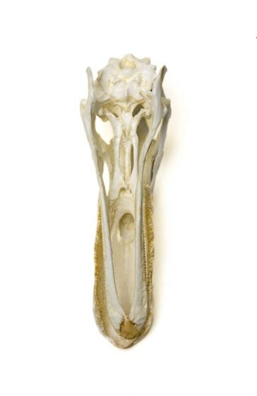 Domestic Duck Skull Replica