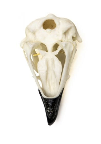 Osprey Skull Replica
