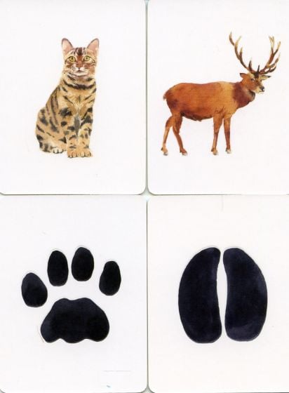 Match a Track Near You: Match 25 Animals To Their Paw Prints