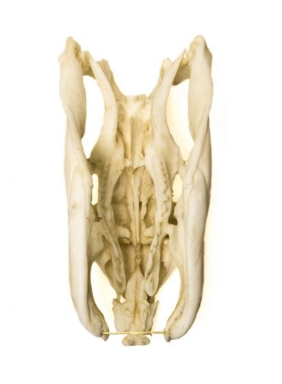 Reticulated Python Skull Replica