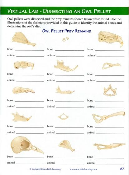 Owls & Owl Pellet Dissection Resource Guide