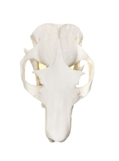 Groundhog Skull Replica
