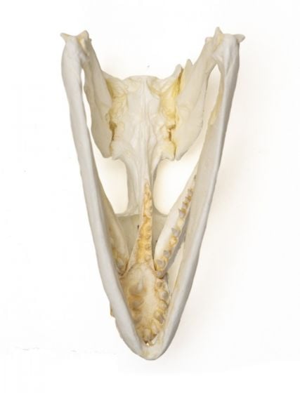 Moray Eel Skull Replica