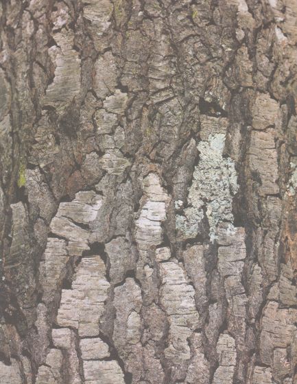 Tree Bark Craft Paper