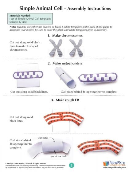 Simple Animal Cell 3-D Model Making Kit®