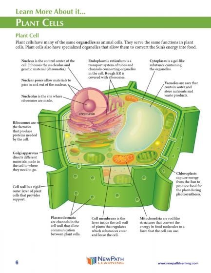 Simple Plant Cell 3-D Model Making Kit®