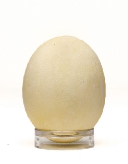 Bald Eagle Egg Replica