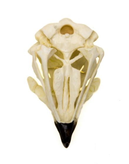 Red Tailed Raptor Skull Replica