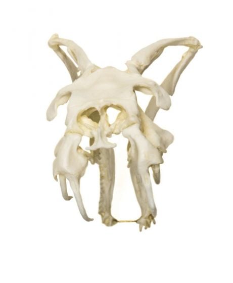 Gaboon Viper Skull Replica