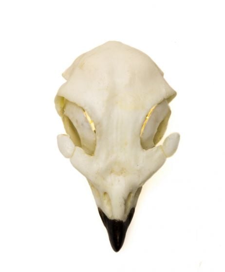 Red Tailed Raptor Skull Replica