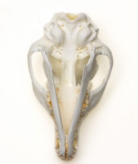 Gray Fox Skull Replica
