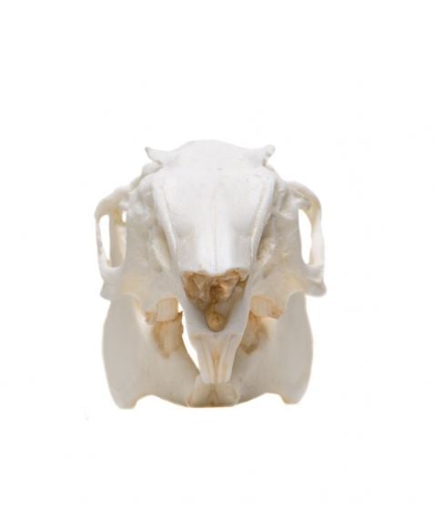 Snowshoe Hare Skull Replica