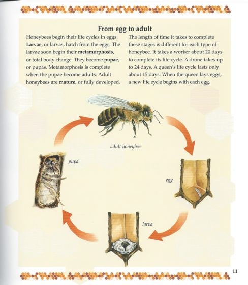 Life Cycle of a Honeybee