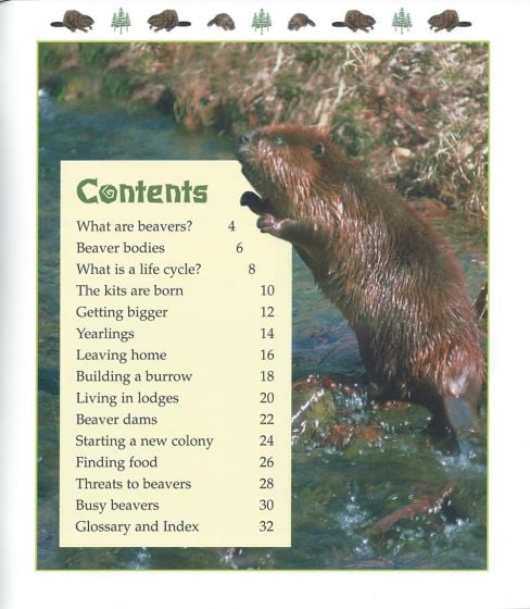 Life Cycle of a Beaver