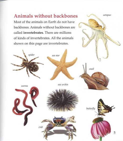 Animals Without Backbones (Big Science Ideas Series)