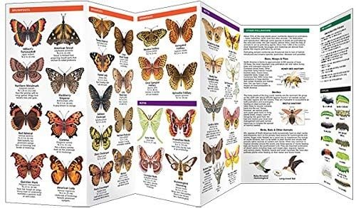 Ohio Butterflies & Pollinators (Pocket Naturalist® Guide)