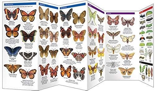 Pennsylvania Butterflies & Pollinators (Pocket Naturalist® Guide)