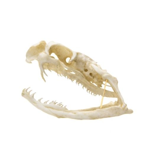 Black Mamba Skull Replica