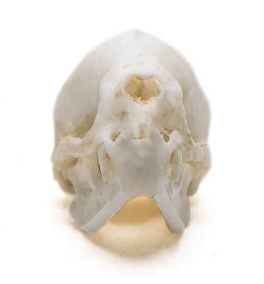 Vampire Bat Skull Replica