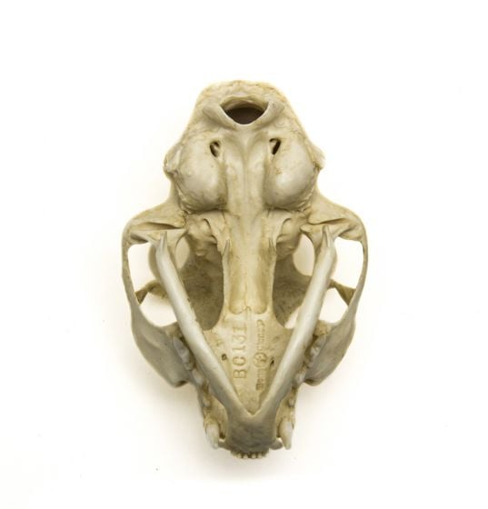 Domestic Cat Skull Replica